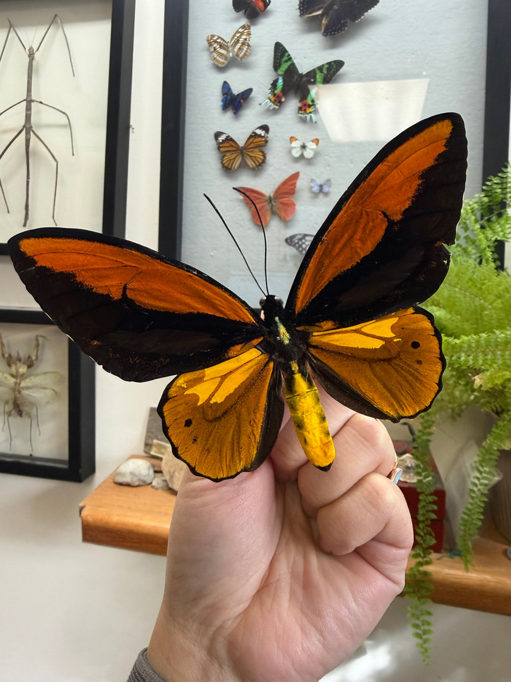 Butterflies for Sale. Wholesale Butterfly Specimens – The Little ...