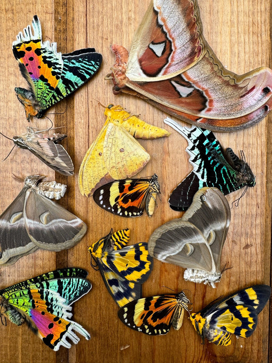 Butterflies for Sale. Wholesale Butterfly Specimens – The Little ...