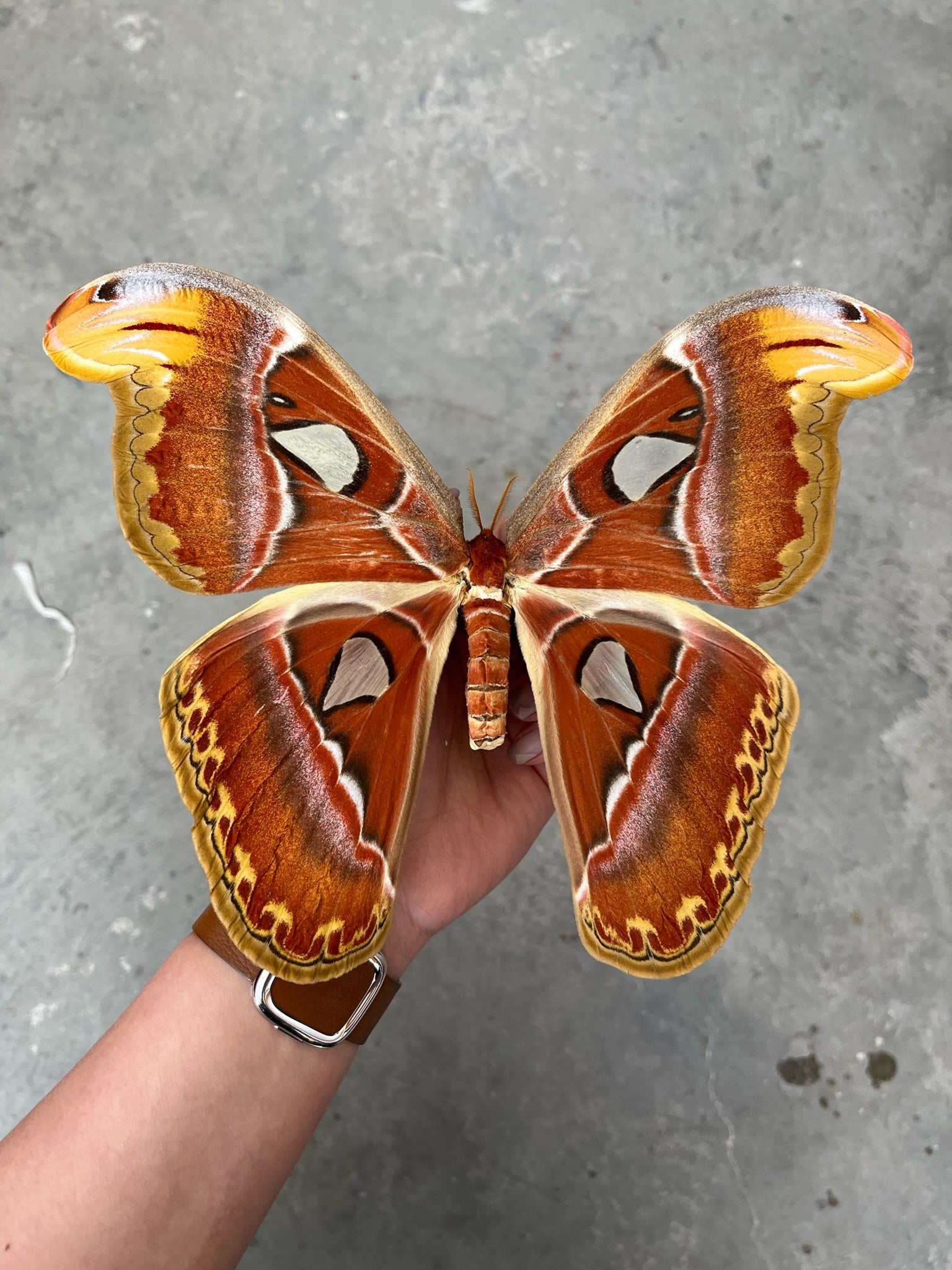 Butterflies for Sale. Wholesale Butterfly Specimens – The Little ...