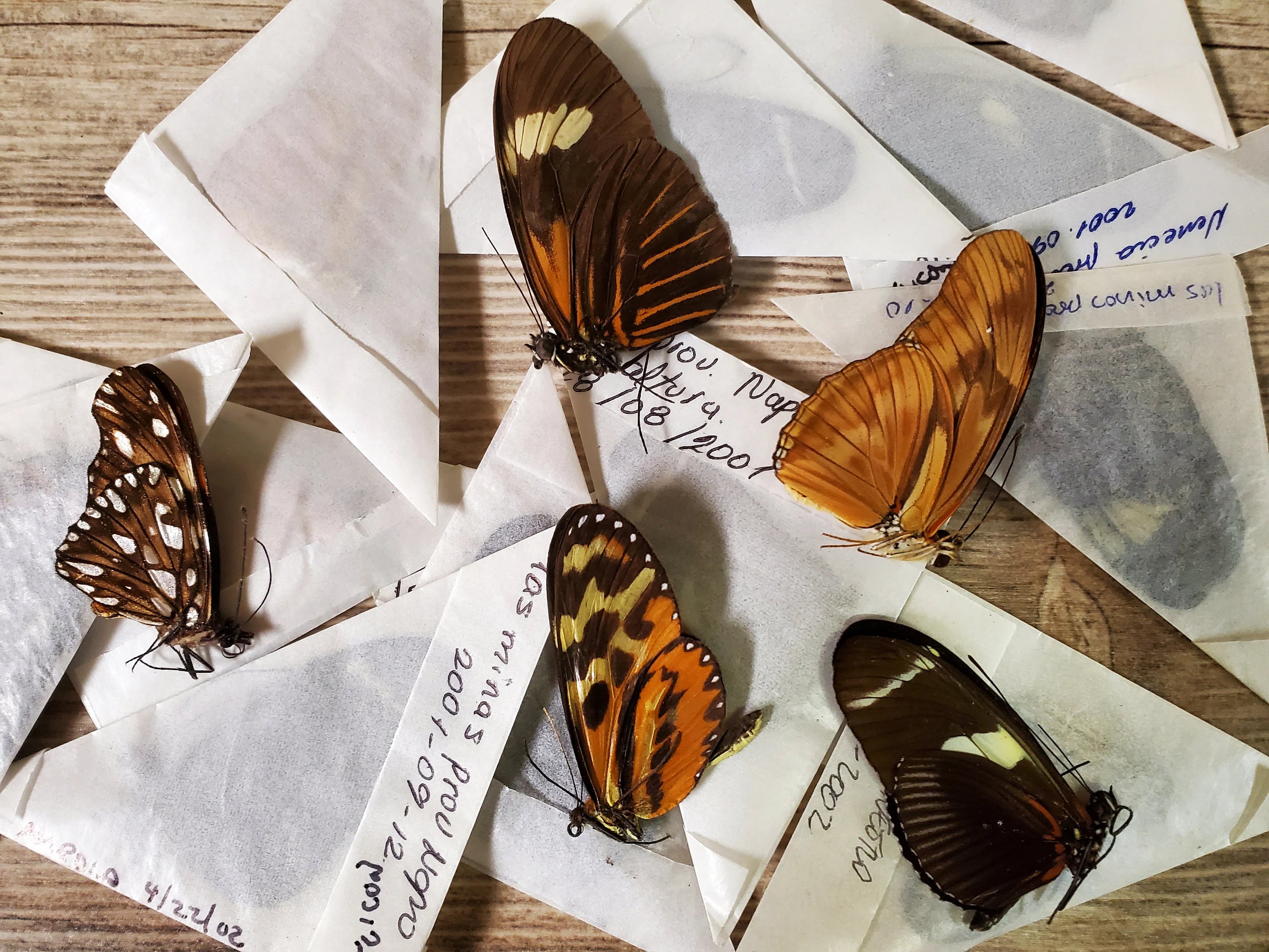 Mixed Assortment of Heliconius Species REAL BUTTERFLIES A1- unspread ...