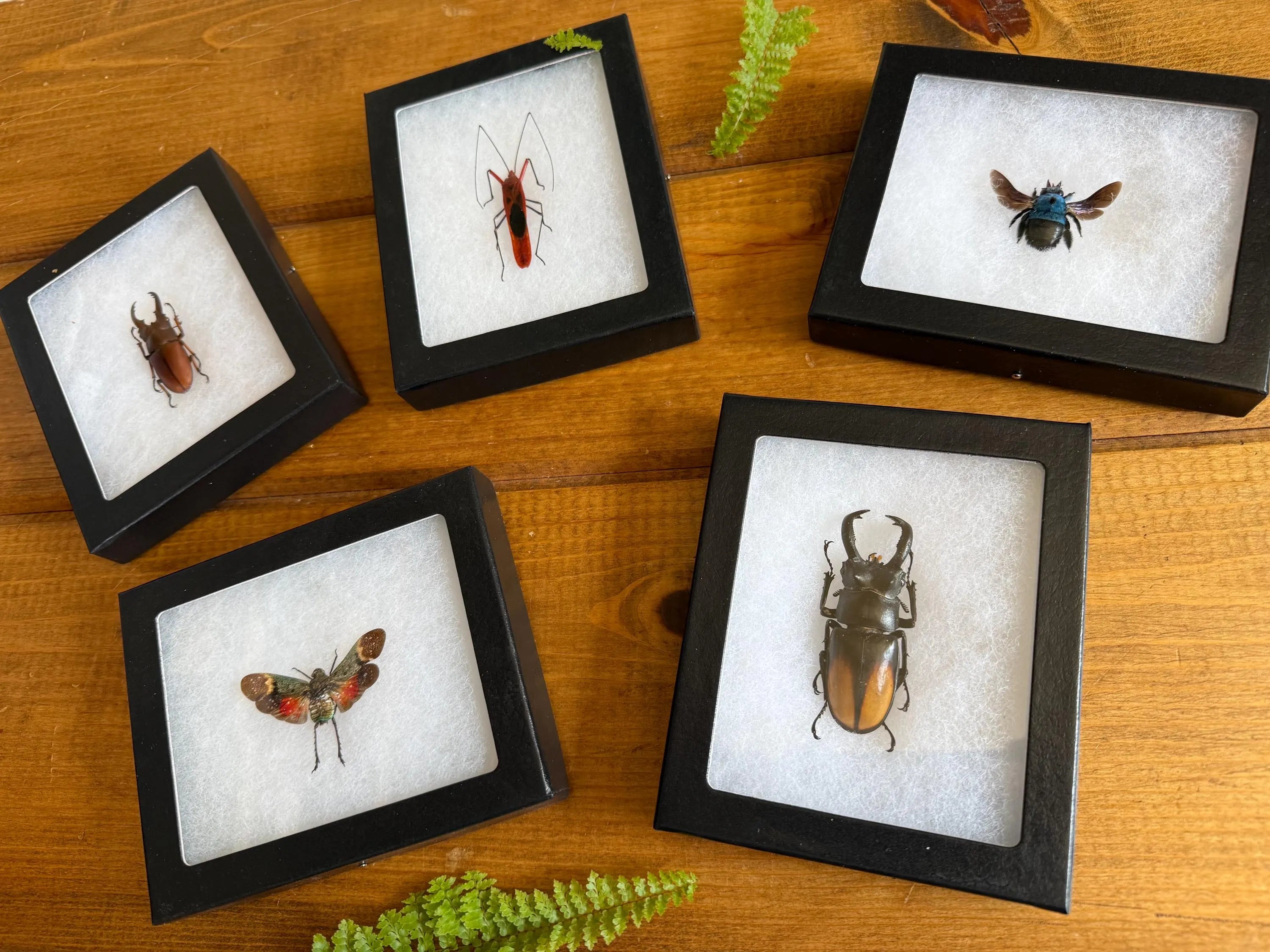 Framed Bugs and Beetles! Spread Specimens in Riker Mount Frames ...