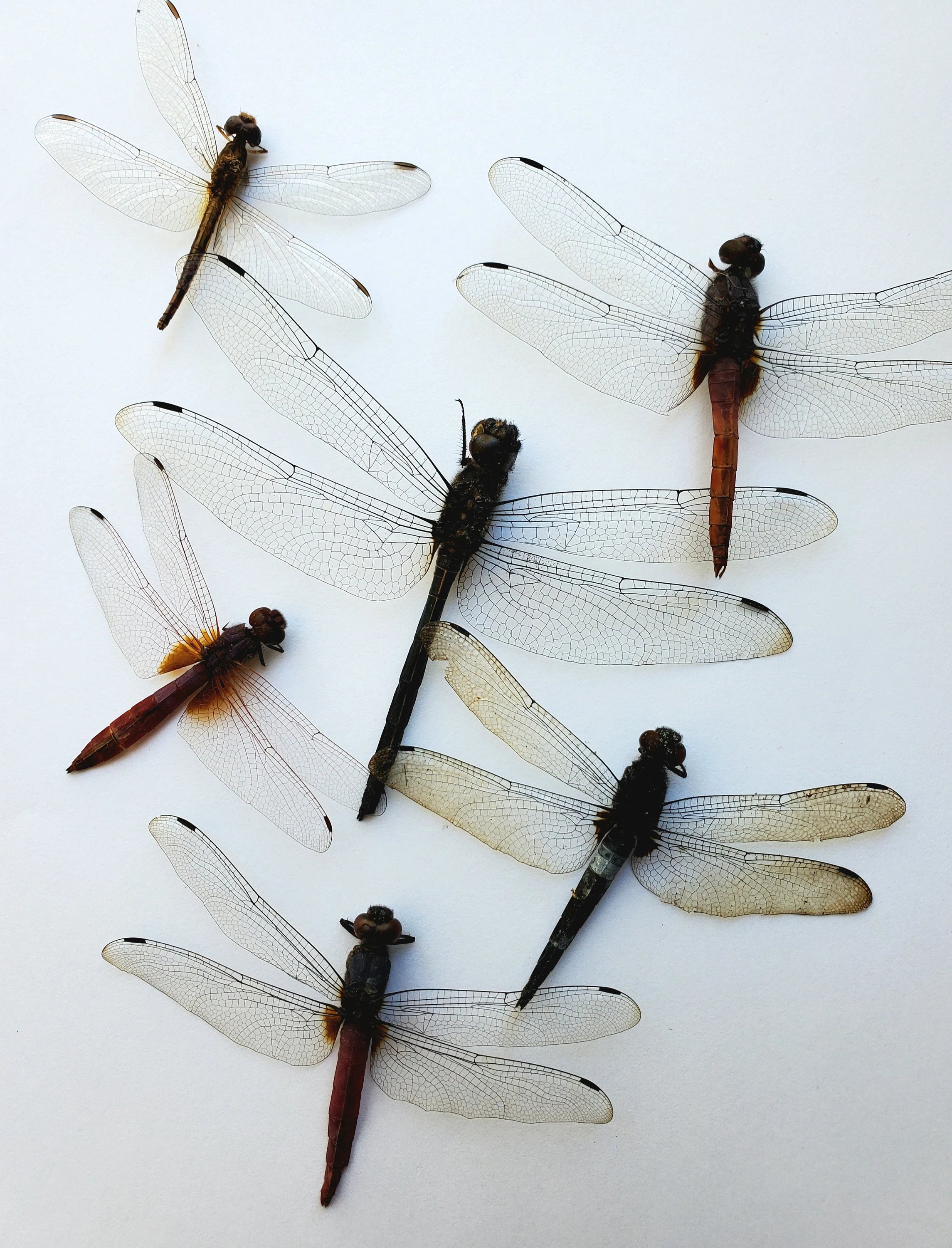 Mixed Clearwing Dragonflies and Damselflies SPREAD Insects! – Little ...