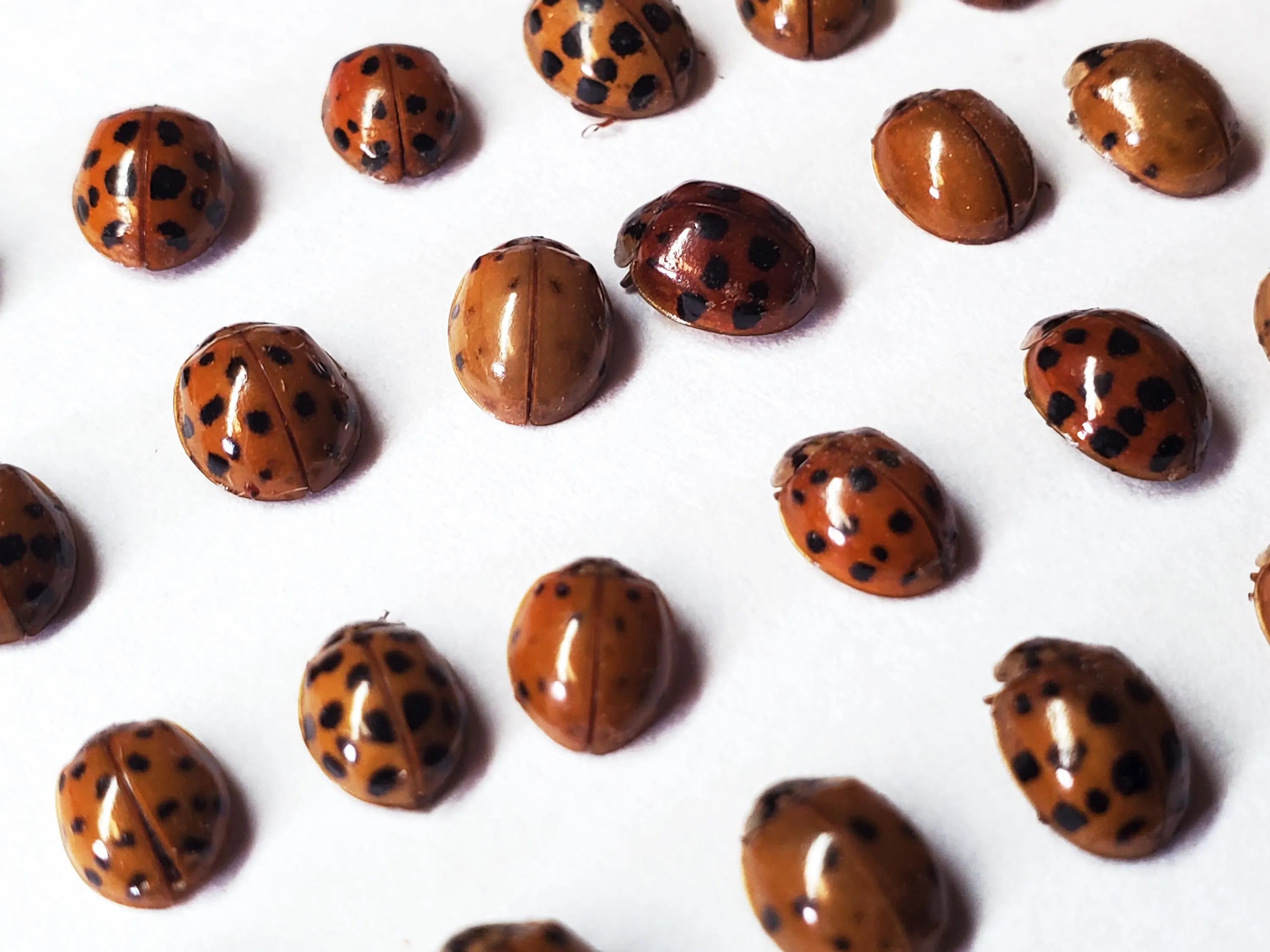 REAL Ladybugs! Dried Dead Ladybird Beetles insects for pinning, spread – Little Caterpillar Art