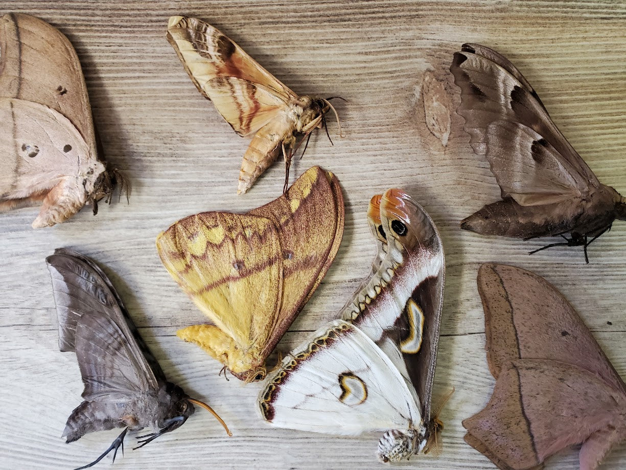Mixed lot of REAL Moths for artwork, crafts, and projects! Assorted ...