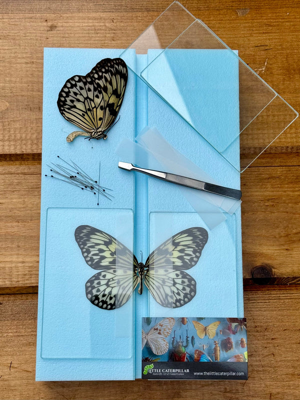 Complete LARGE Butterfly Mounting Kit Insect with Spreading Board ...