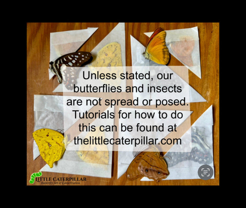 REAL Troides helena, Large Yellow and Black Birdwing Butterfly – Little ...