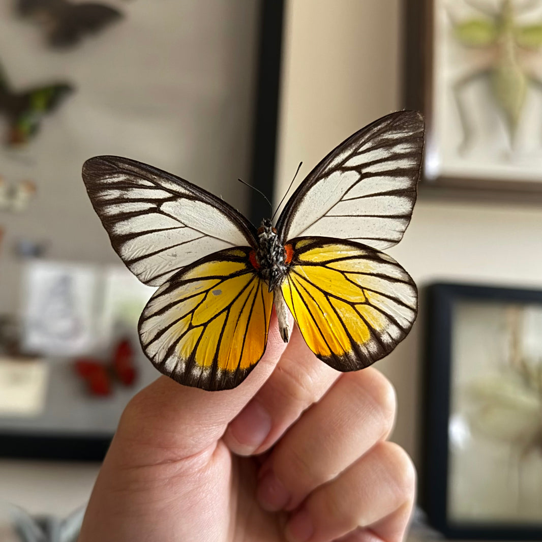 Butterfly Specimens – Little Caterpillar Art