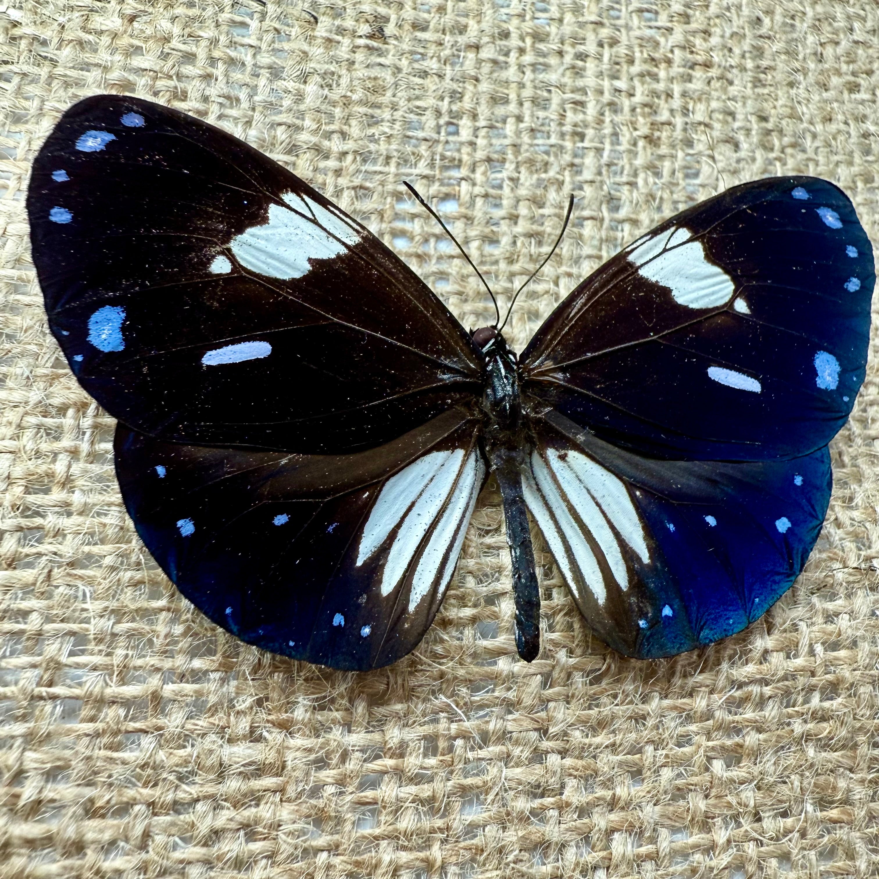 Blue Magpie Crow Butterfly 'Euploea radamanthans' – Little Caterpillar Art