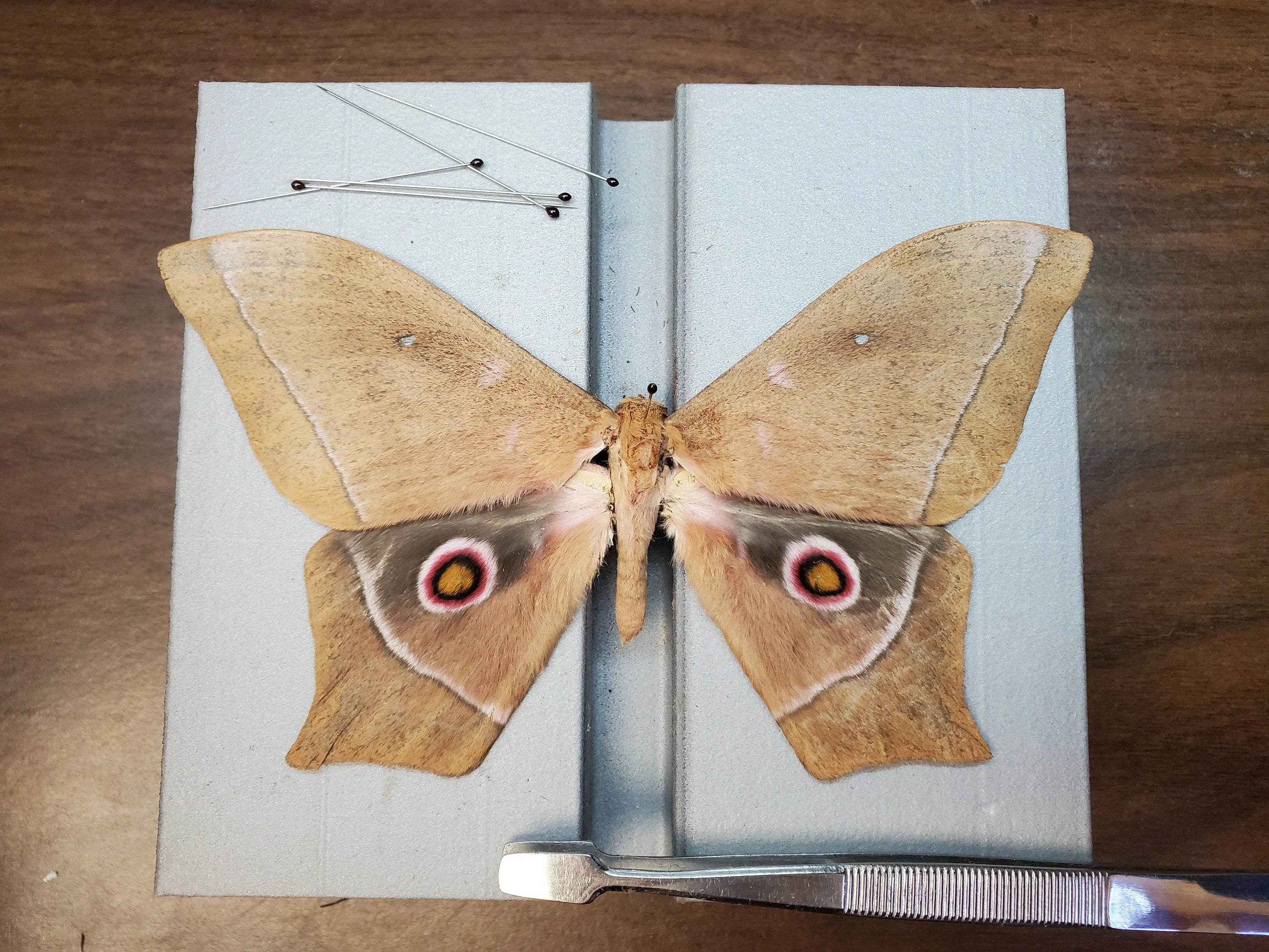 African Eye Moth ‘Imbrasia epimethea’ Unspread – The Little Caterpillar ...