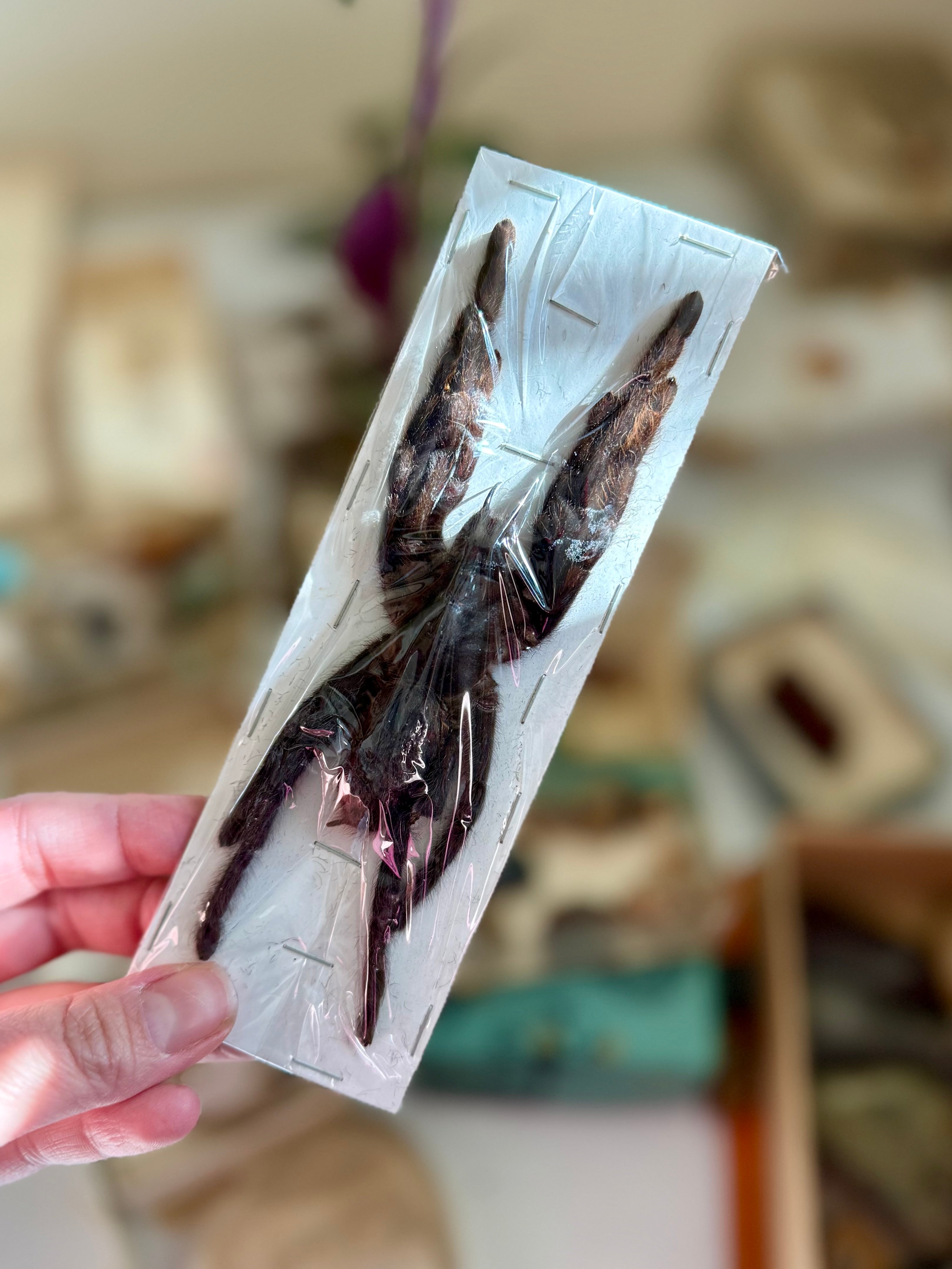 Java Yellow Knee Tarantula ‘Selenocosmia javanensis’ Real Dried, Dead ...