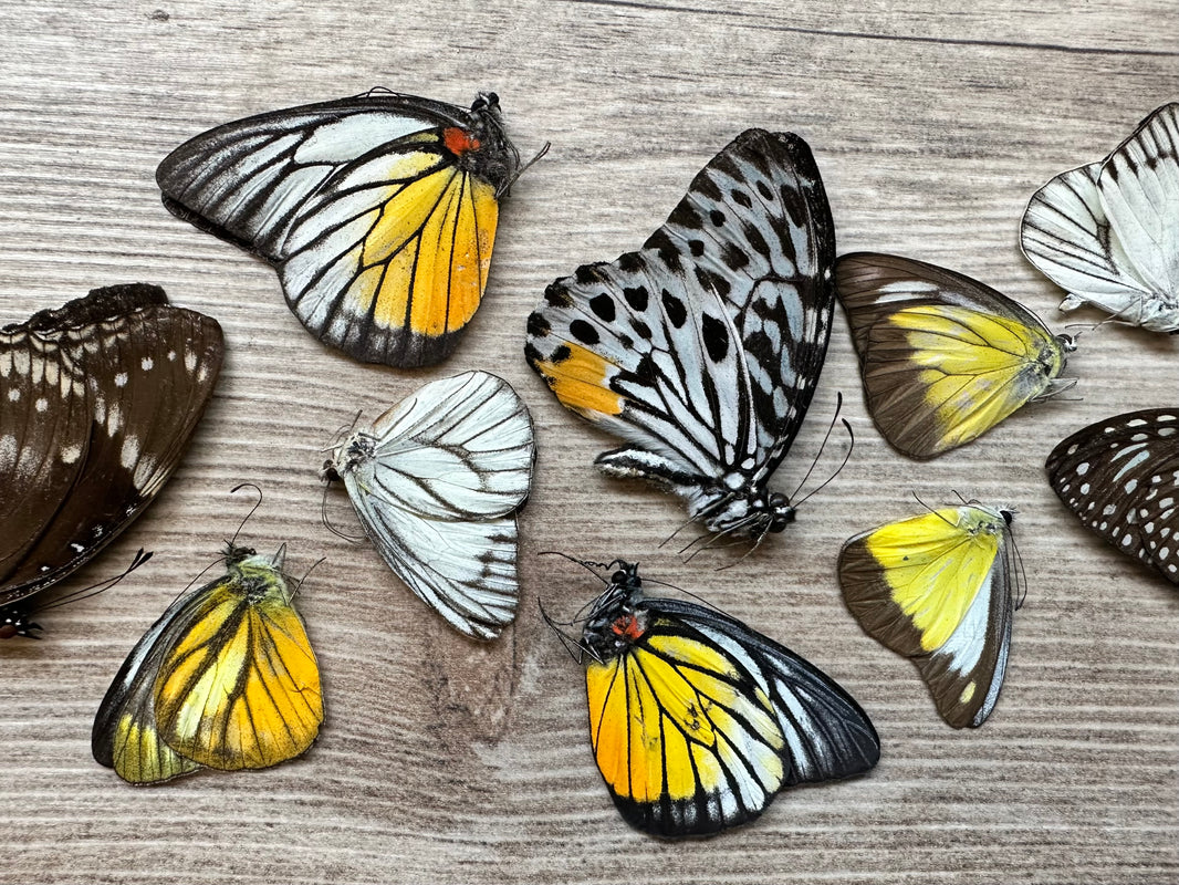 Butterfly Specimens – The Little Caterpillar, LLC