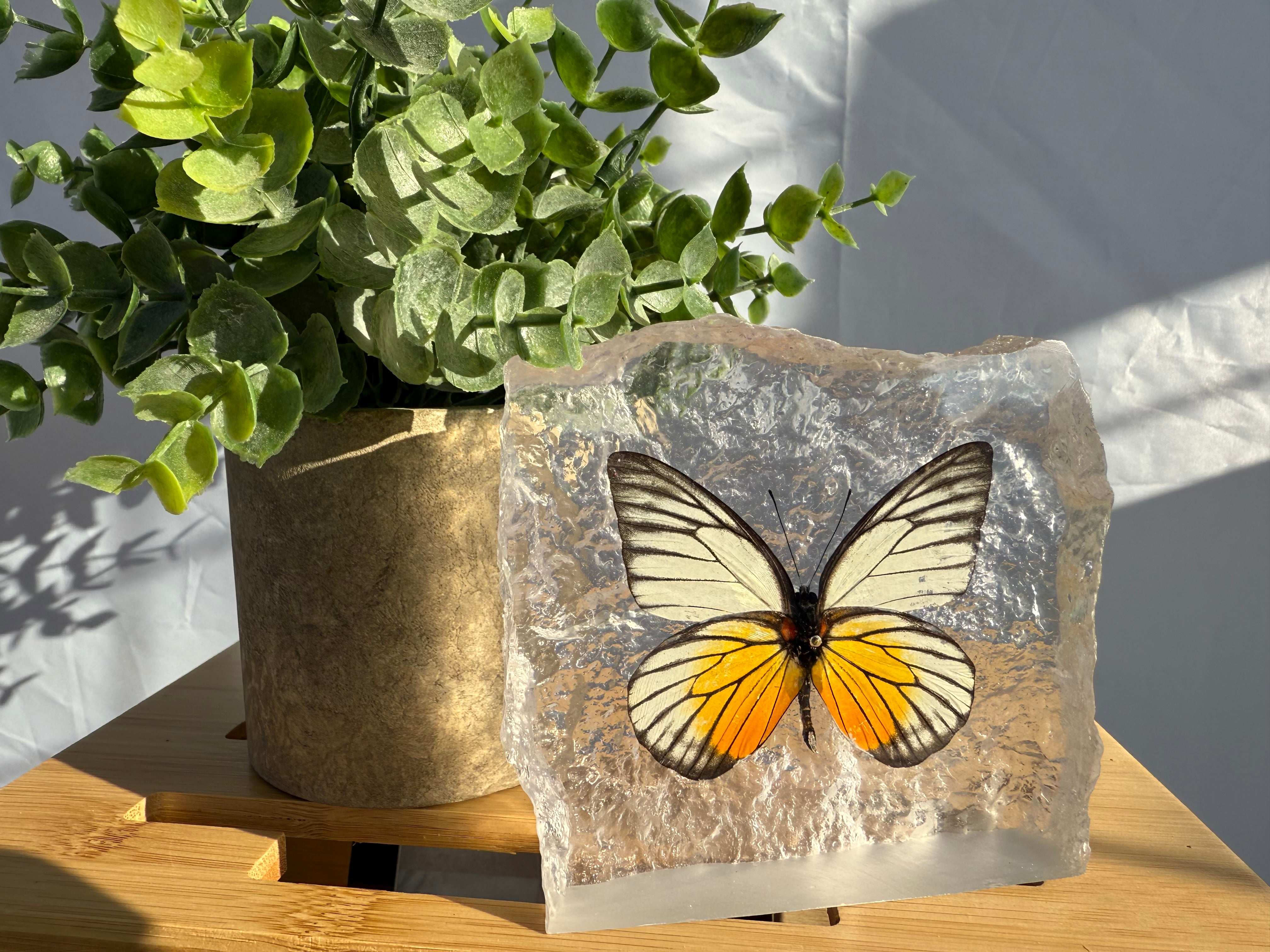 Resin Butterfly Glacier - Real Butterfly Specimens Encased in Crystal ...