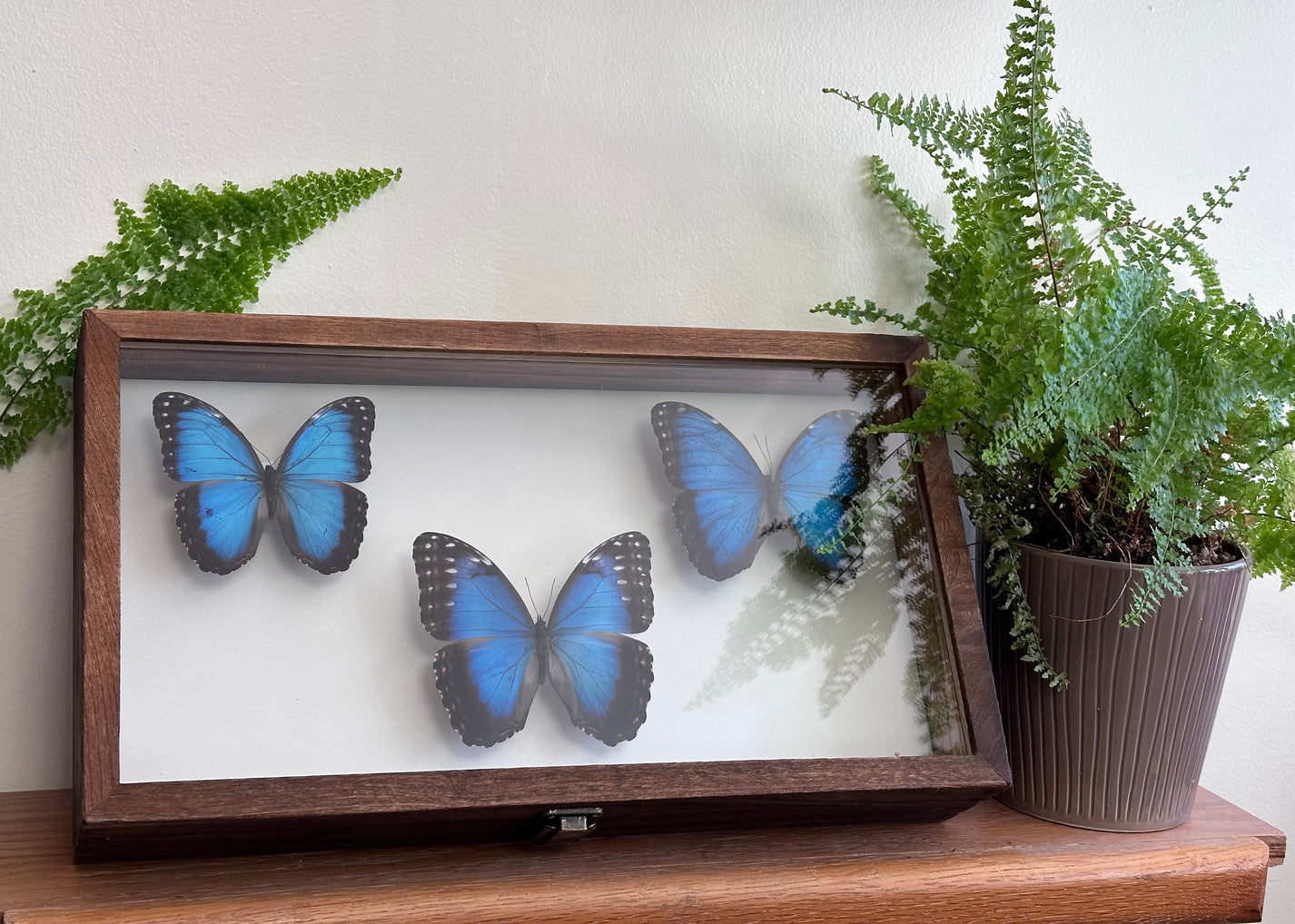 Insect Butterfly Wooden Display Case Cabinet CASE ONLY – Little ...