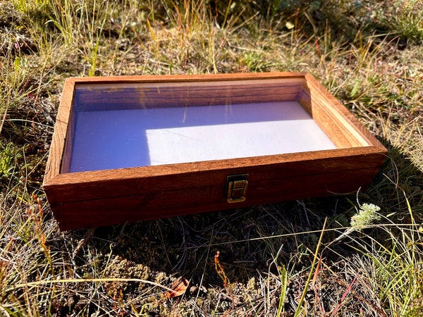 Insect Butterfly Wooden Display Case Cabinet CASE ONLY – Little ...