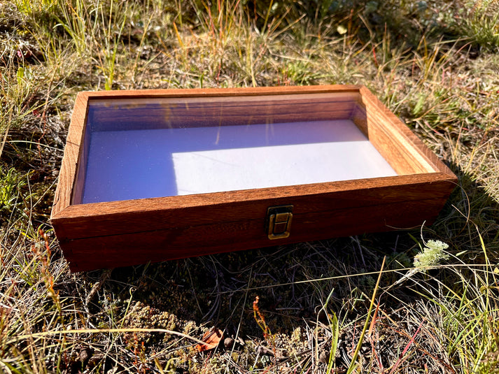 Insect Butterfly Wooden Display Case Cabinet CASE ONLY – Little ...