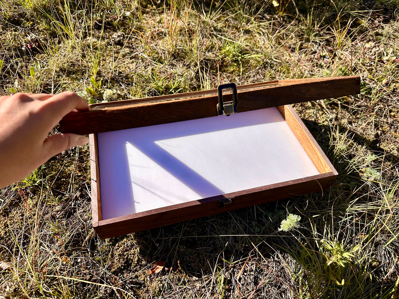 Insect Butterfly Wooden Display Case Cabinet CASE ONLY – Little ...