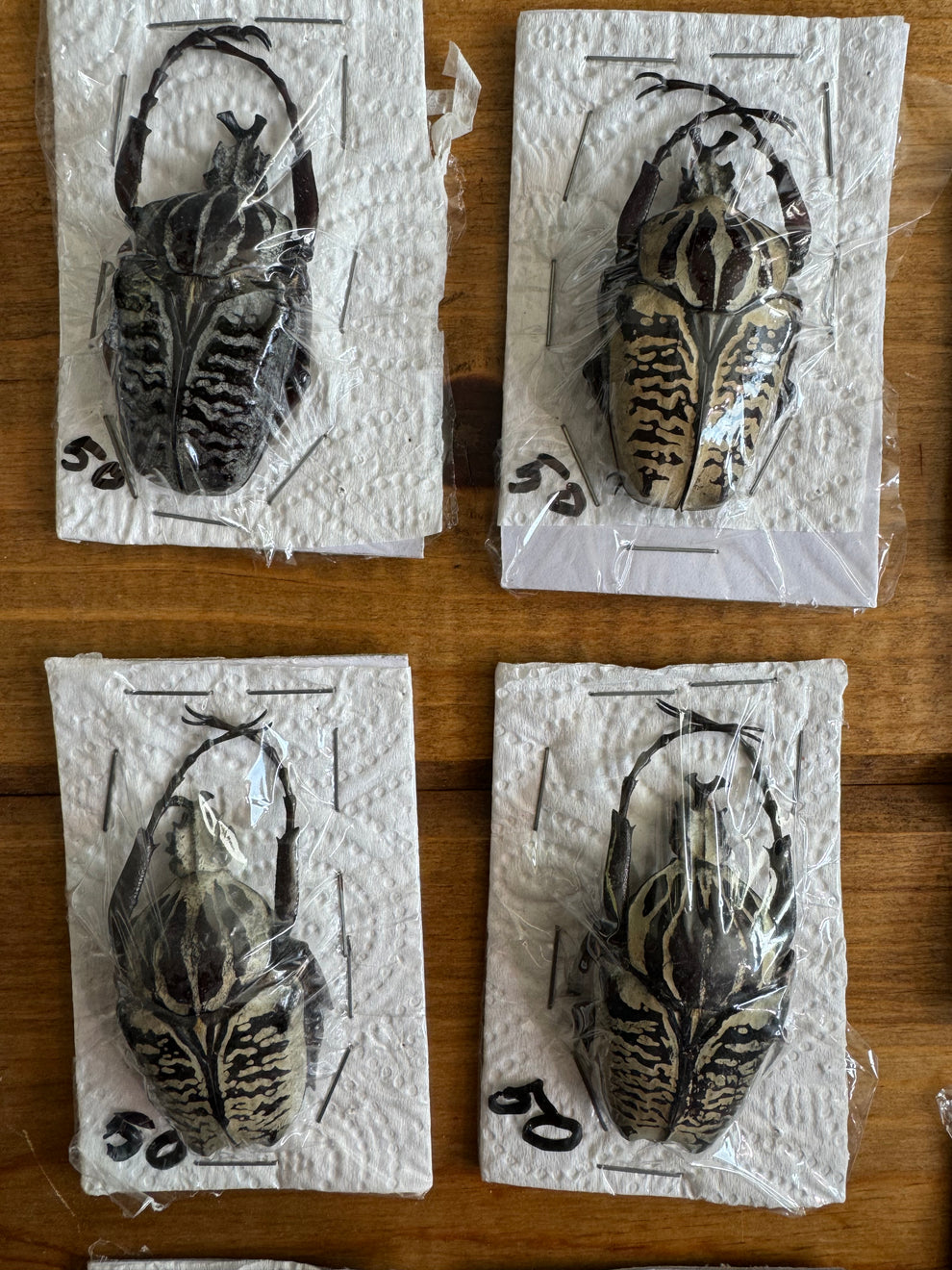 Golaith Beetles 'Goliathus albosignatus' – Little Caterpillar Art