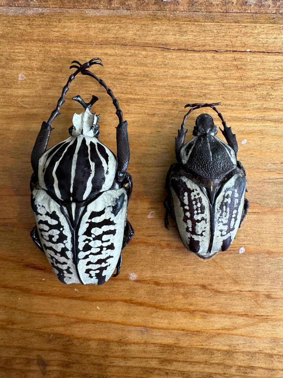 Golaith Beetles 'Goliathus albosignatus' – Little Caterpillar Art