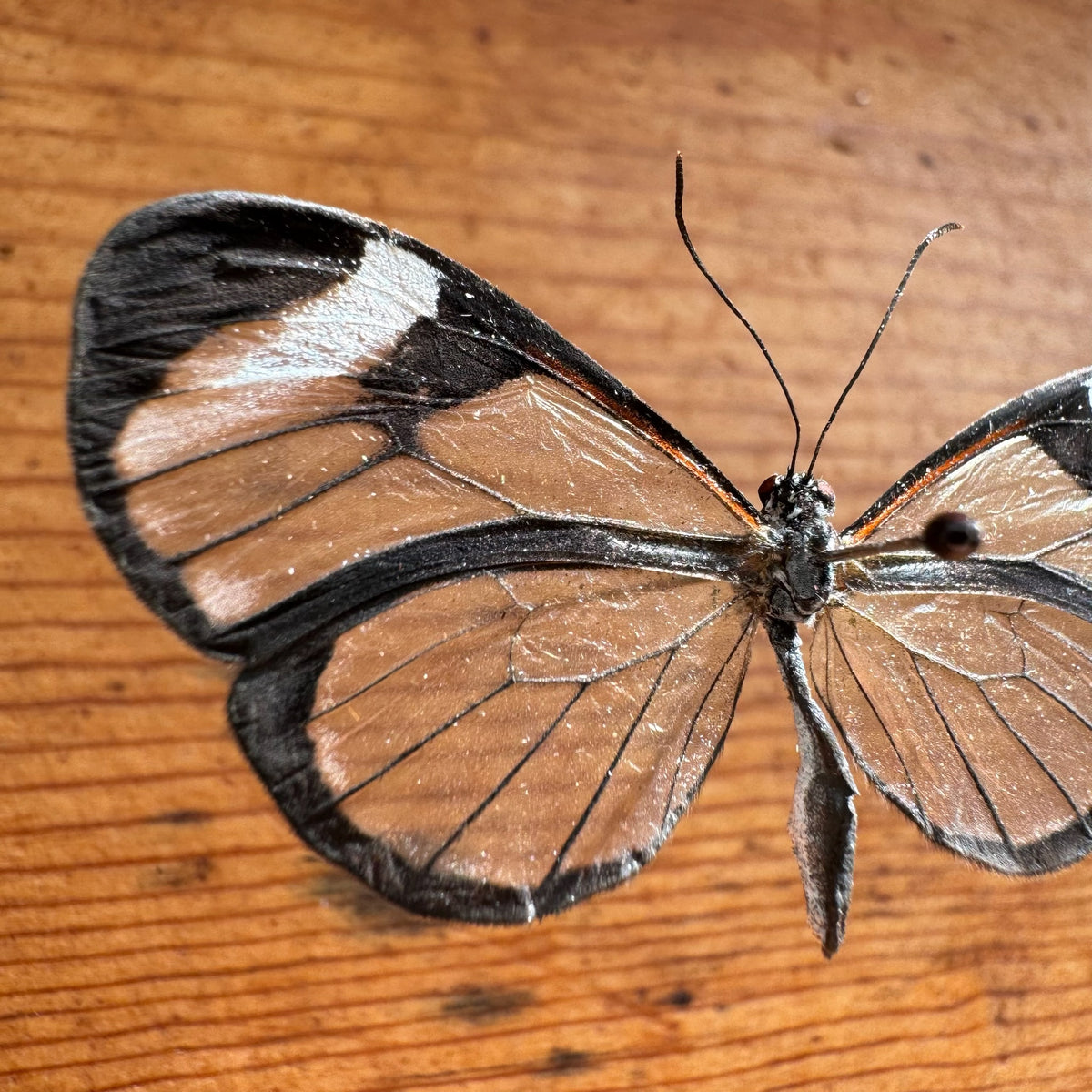 Small Glasswing Butterfly 'Greta oto' – Little Caterpillar Art