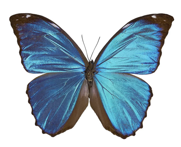 Blue Morpho Butterfly, REAL Morpho menelaus HUGE unspread – The Little ...