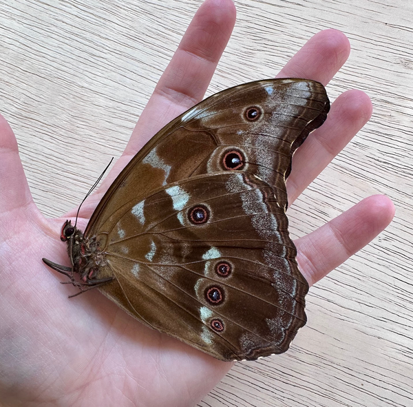 Blue Morpho Butterfly, REAL Morpho menelaus HUGE unspread – Little ...