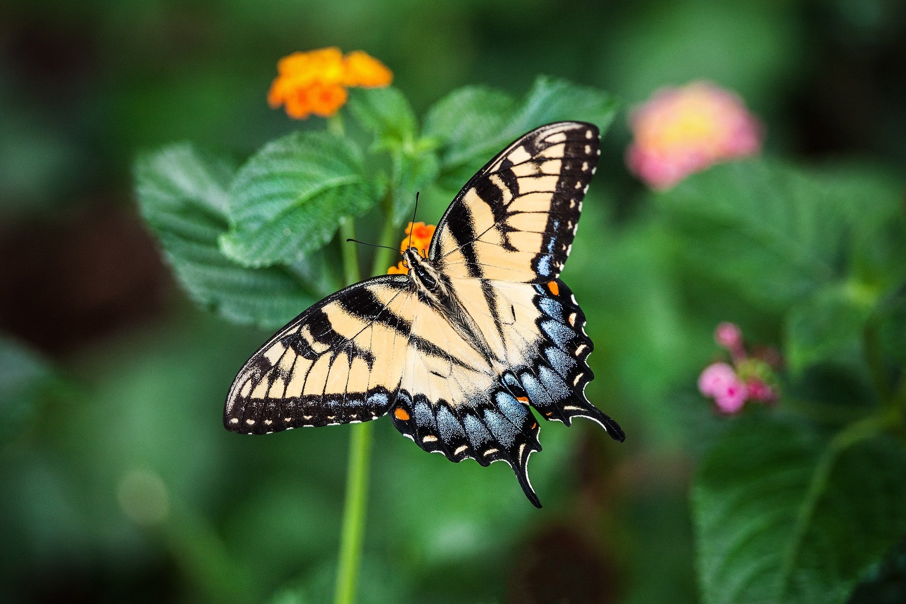 Butterflies for Sale. Wholesale Butterfly Specimens – The Little ...