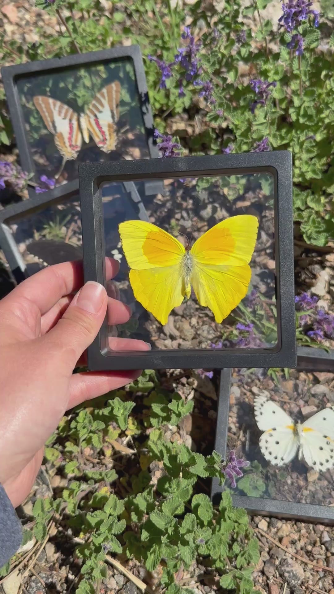 Mini Butterfly Float Frames - Random Assortment – The Little ...