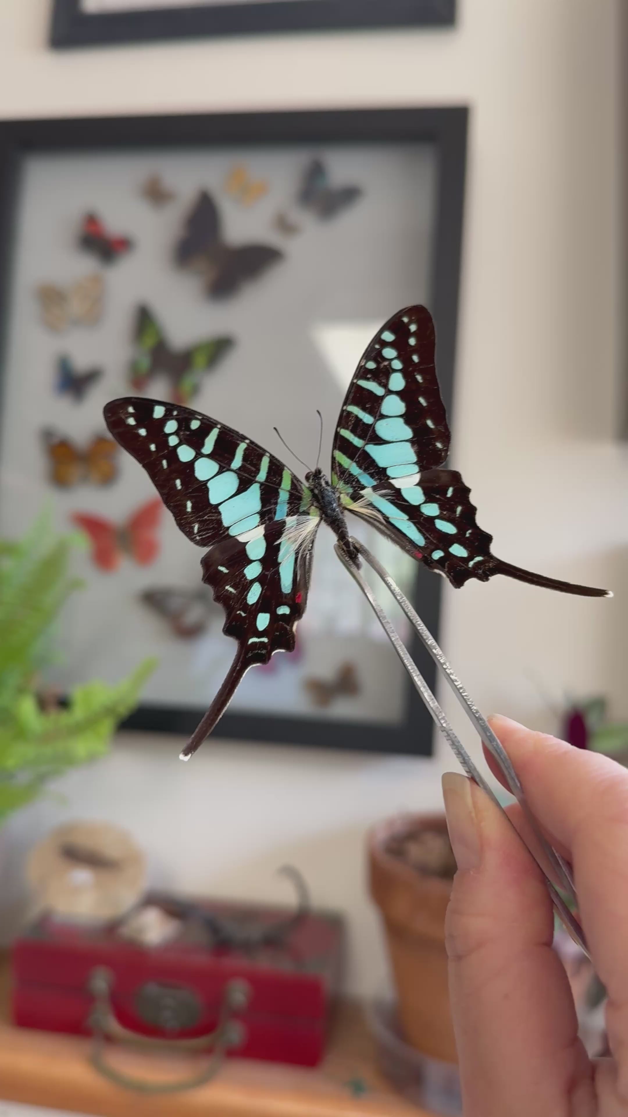 Graphium policenes, Swordtail Butterfly – Little Caterpillar Art