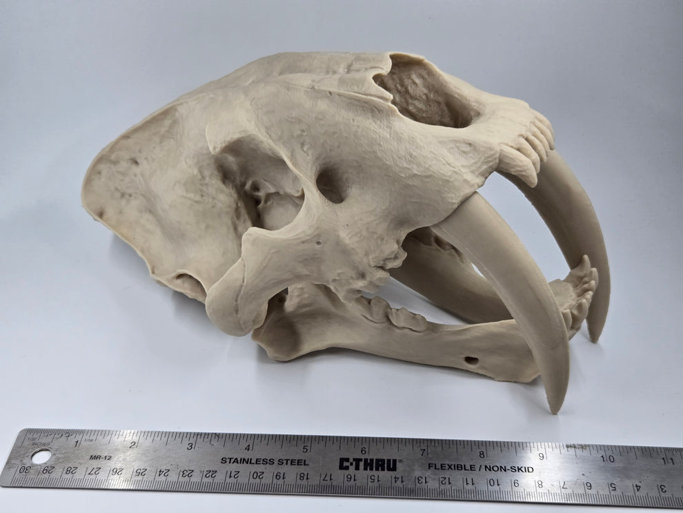 Saber-tooth Tiger Skull Exact Replica, Full Size, Smilodon fatalis – The Little Caterpillar, LLC
