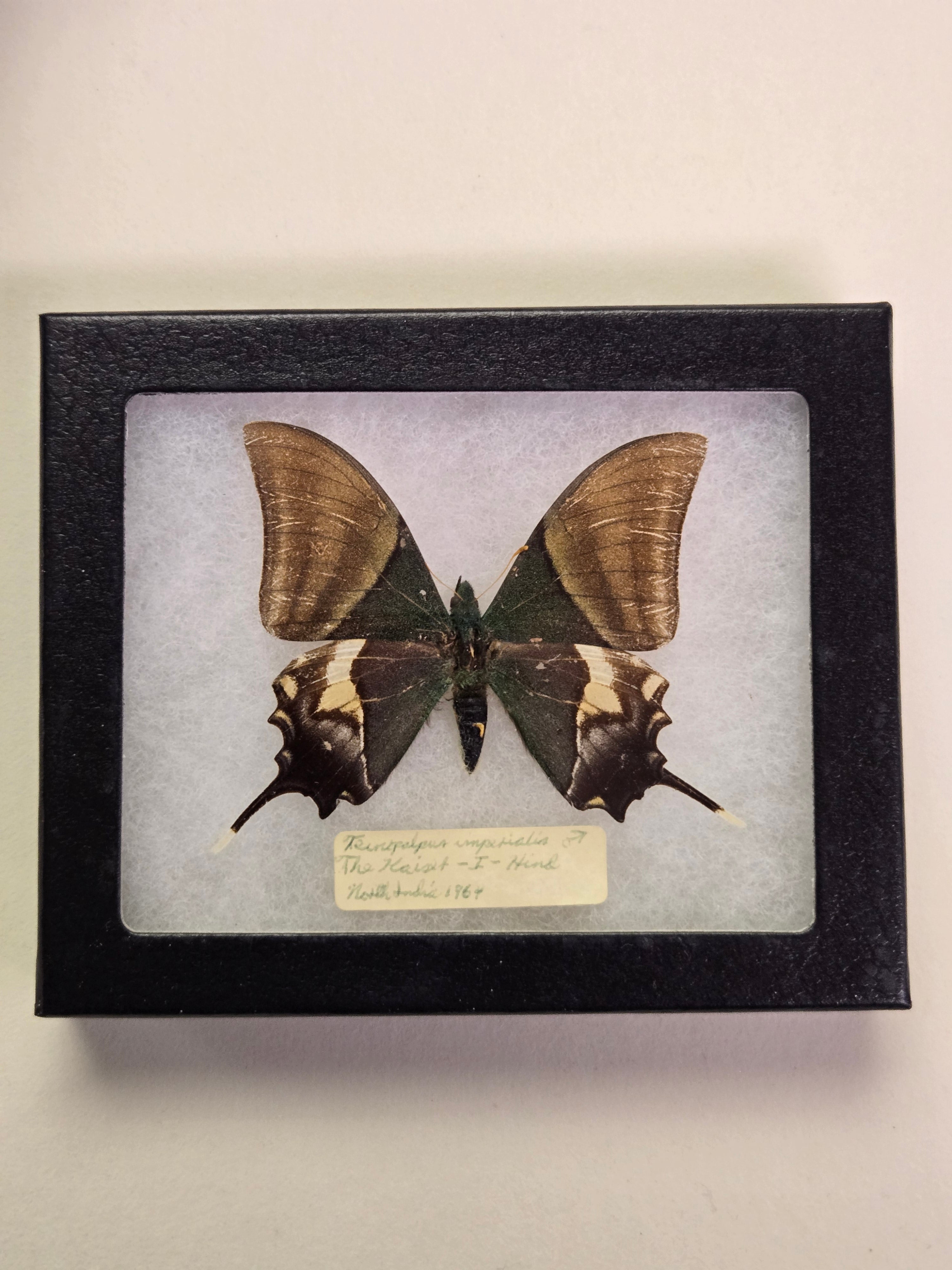 EXTREMELY RARE! Teinopalpus imperialis, the Kaiser-i-Hind, India 1964 ...