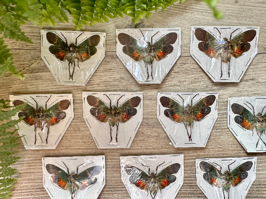 Green and Orange Lanternfly ‘Penthicodes farinosa peleng’ – Little ...