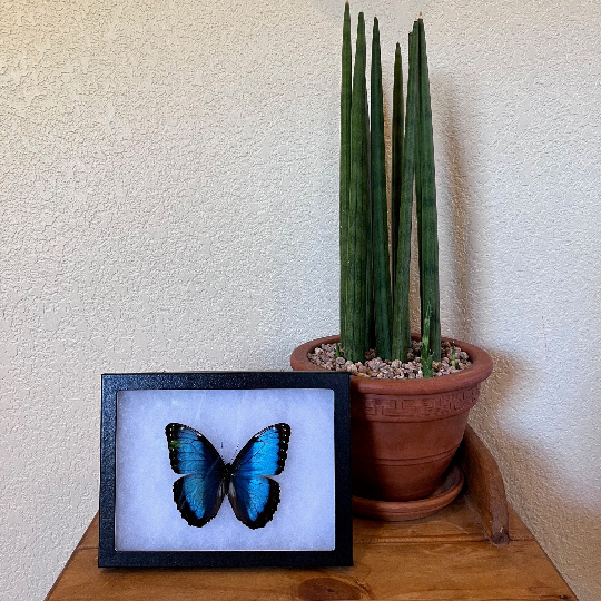 Morpho helenor FRAMED Blue Morpho Butterfly – Little Caterpillar Art