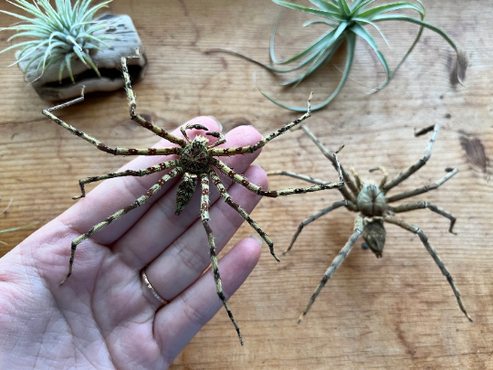 REAL Huntsman Spiders BIG! – The Little Caterpillar, LLC