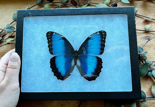 Morpho helenor FRAMED Blue Morpho Butterfly – Little Caterpillar Art