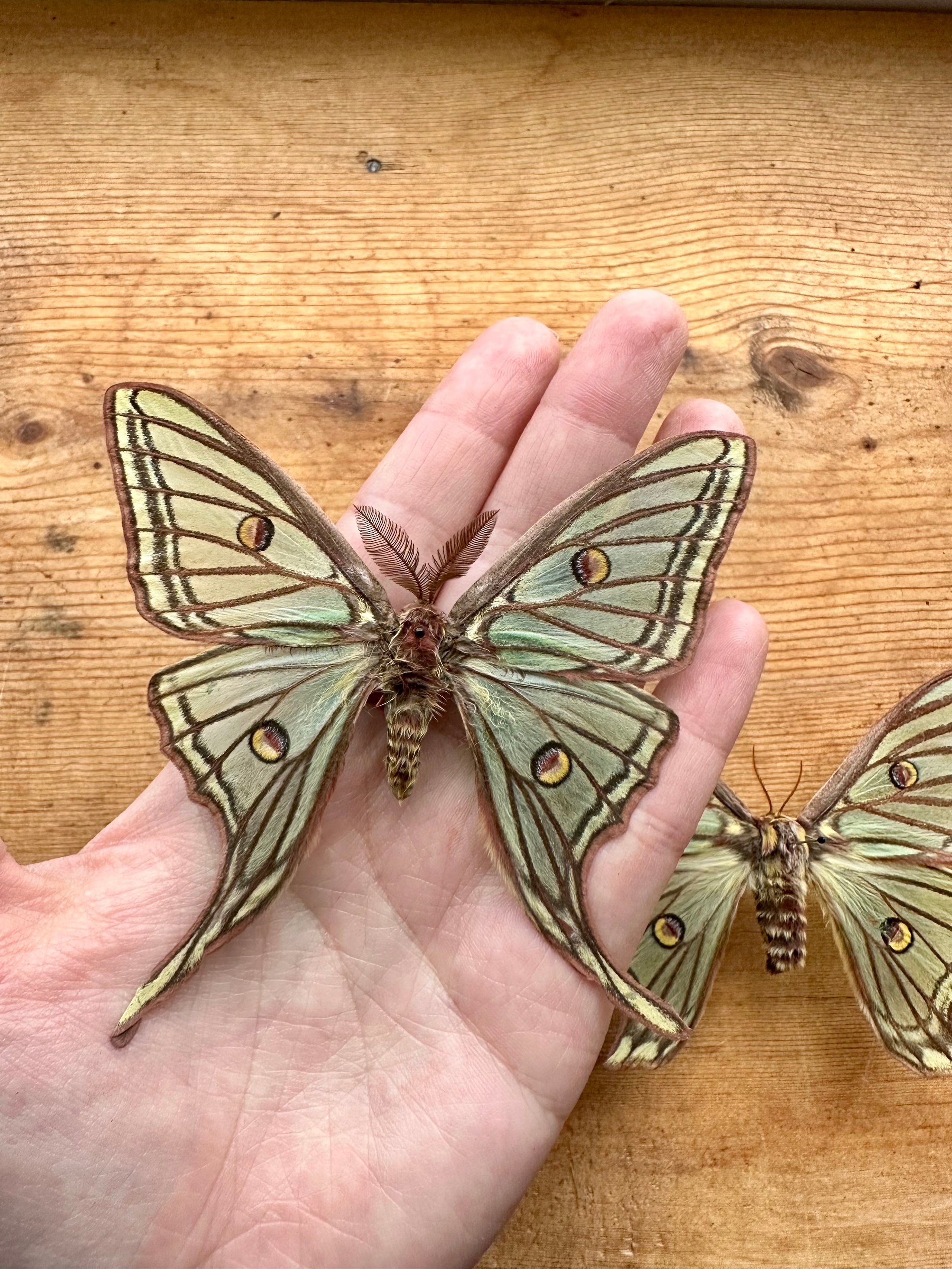 Spanish Moon Moth 'Graellsia isabellae' UNSPREAD – Little Caterpillar Art