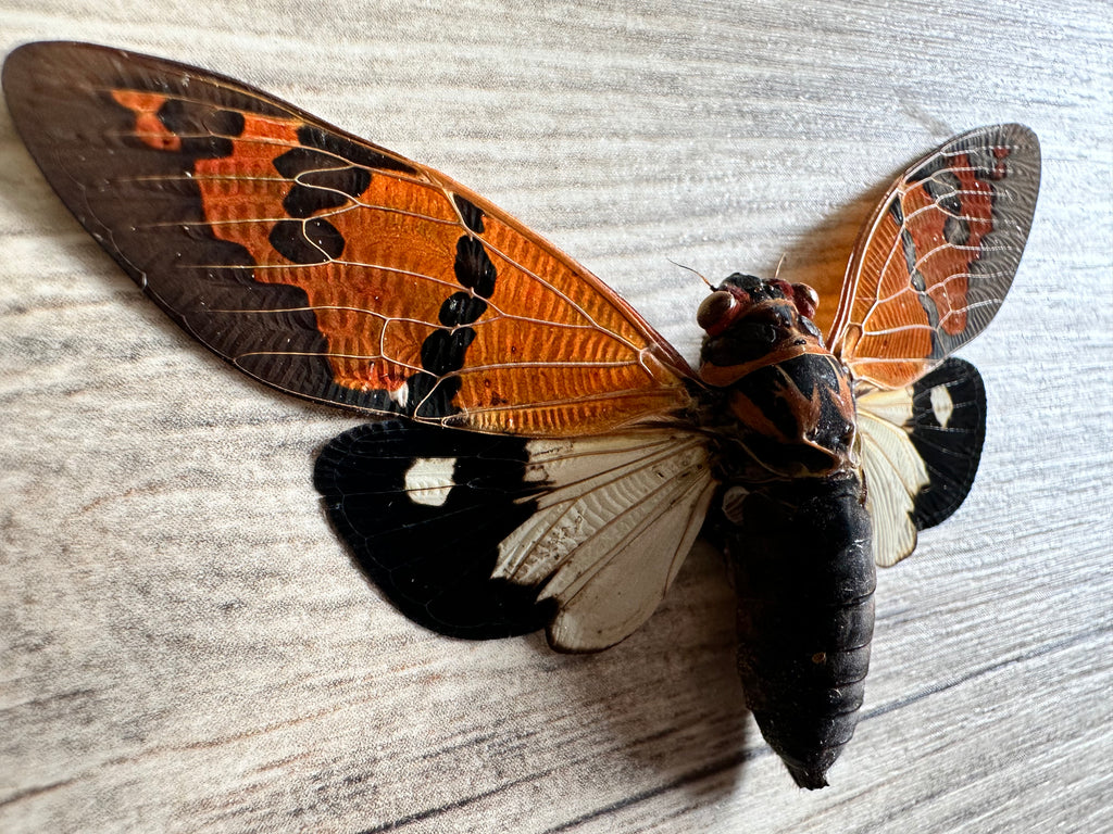 REAL Cicada ‘Gaeana festiva’ White Form WINGS SPREAD – Little Caterpillar Art