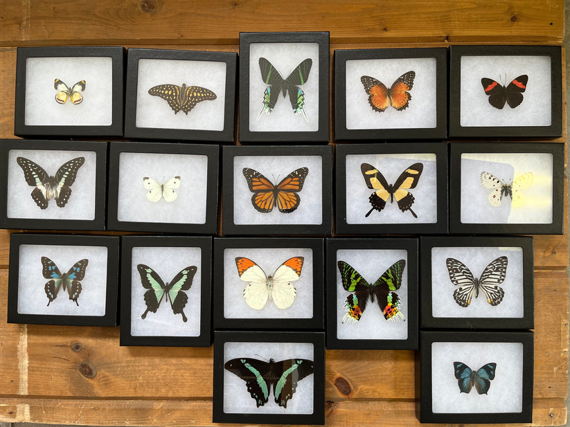 Framed Butterflies! Spread Specimens in Riker Mount Frames Butterfly W ...