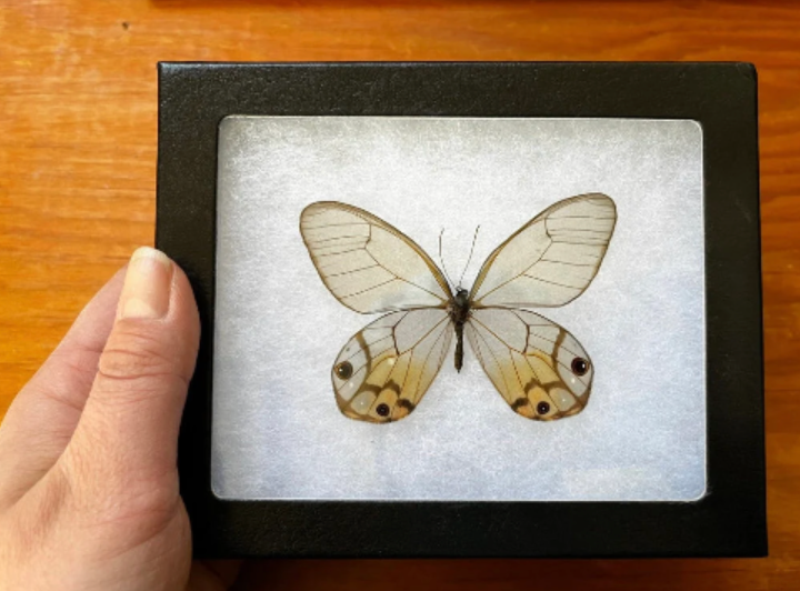 Amber Phantom Butterfly Haetera piera CLEAR WING BUTTERFLY – Little ...