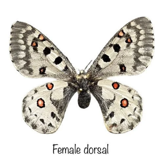 Rocky Mountain parnassian ‘Parnassius smintheus’ HIGH ALTITUDE BUTTERF ...